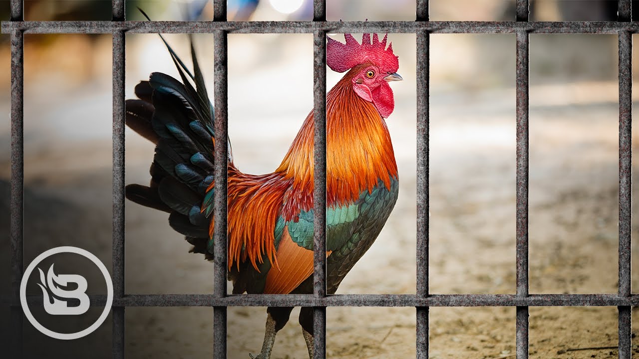 Comedian Explains Why An Armed Rooster Was Placed Under Police Custody ...