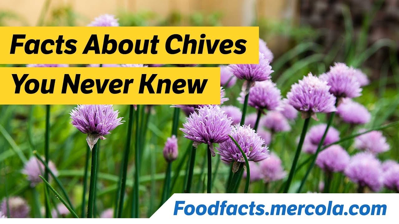 Facts About Chives You Never Knew - The BATTLEFRONT