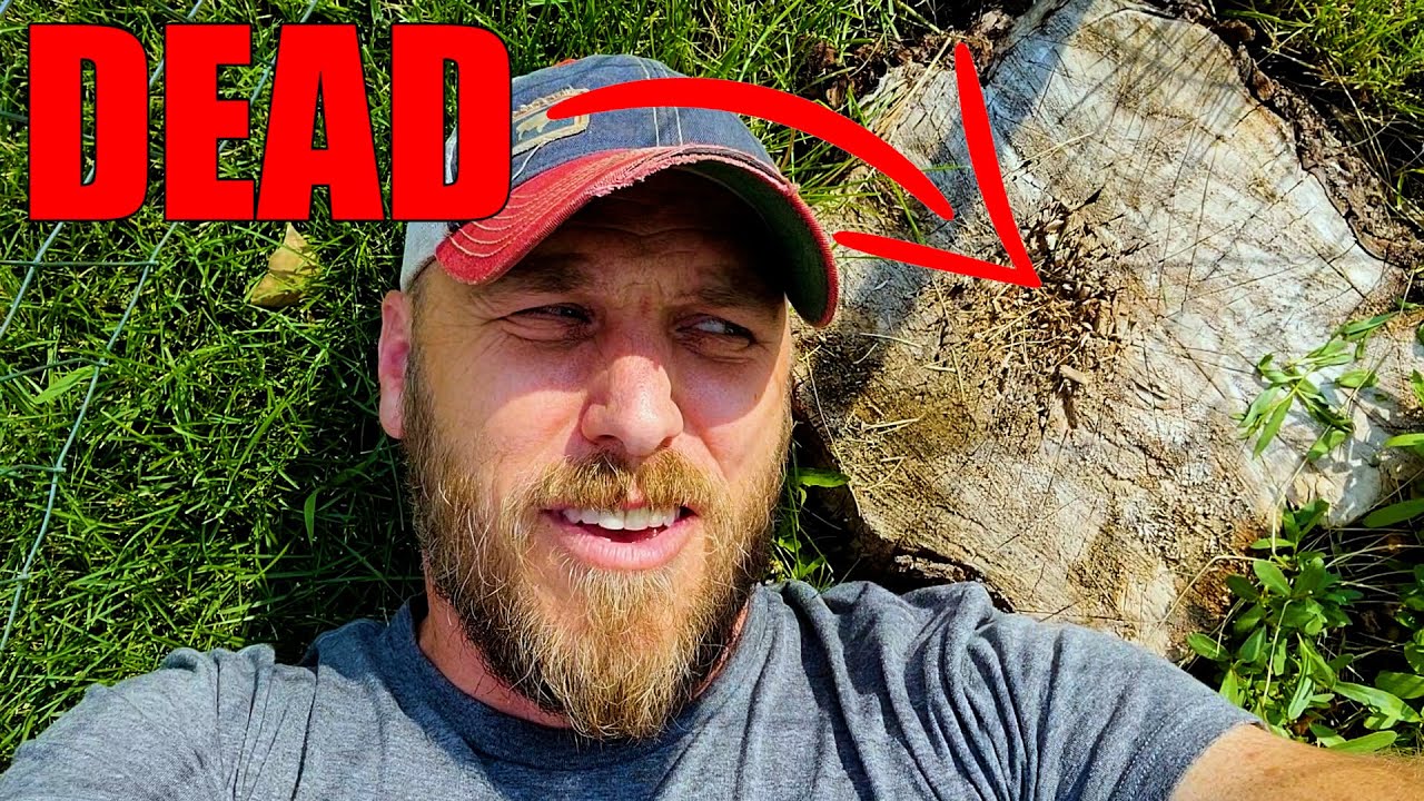 Stump Regrew a Tree - The BATTLEFRONT