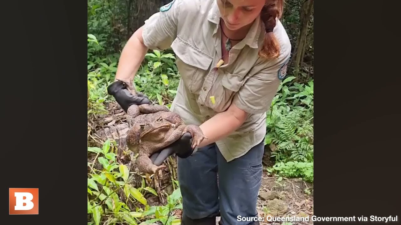 “TOADZILLA” the 6-lb Monster Cane Toad Found in Australia - The BATTLEFRONT