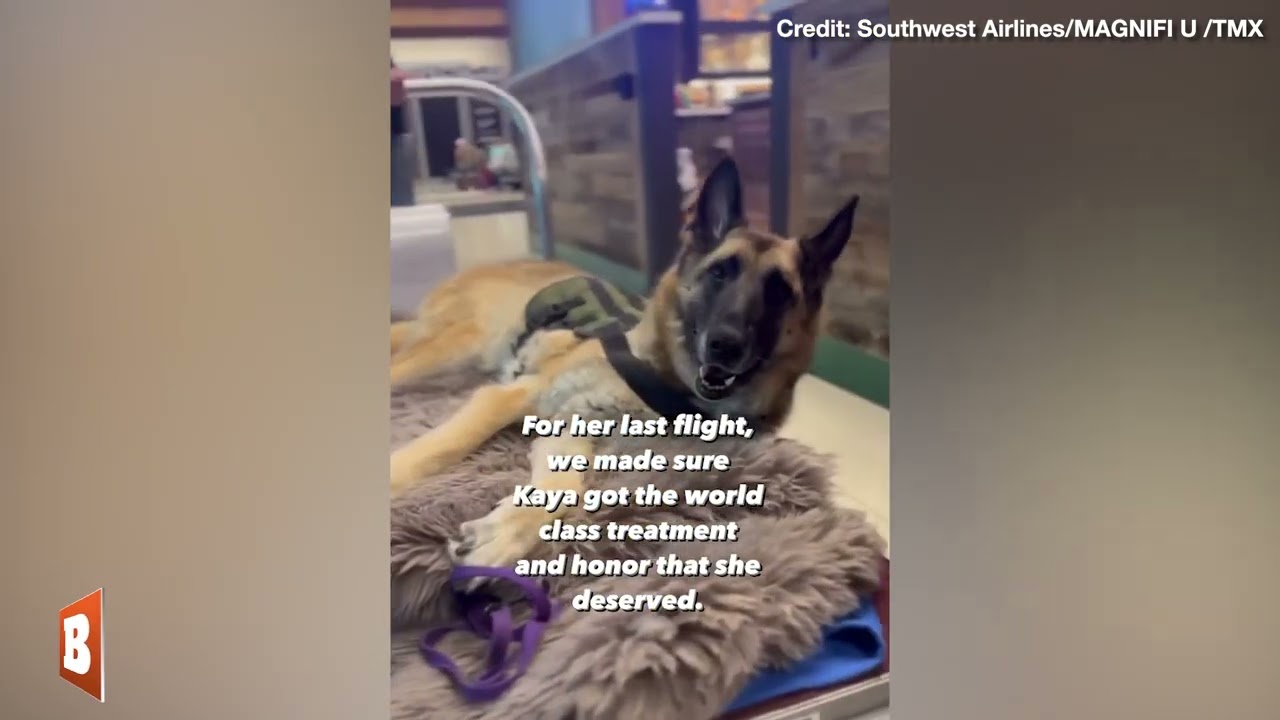 Marine Veteran’s Service Dog That Inspired PAWS Act Takes “Last Flight ...