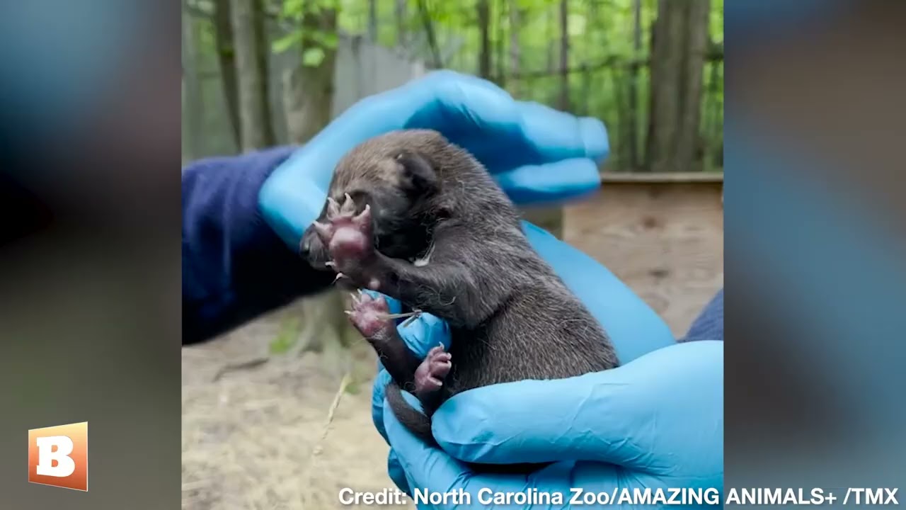 North Carolina Zoo Hosts Critically Endangered Newborn Red Wolf Pups ...