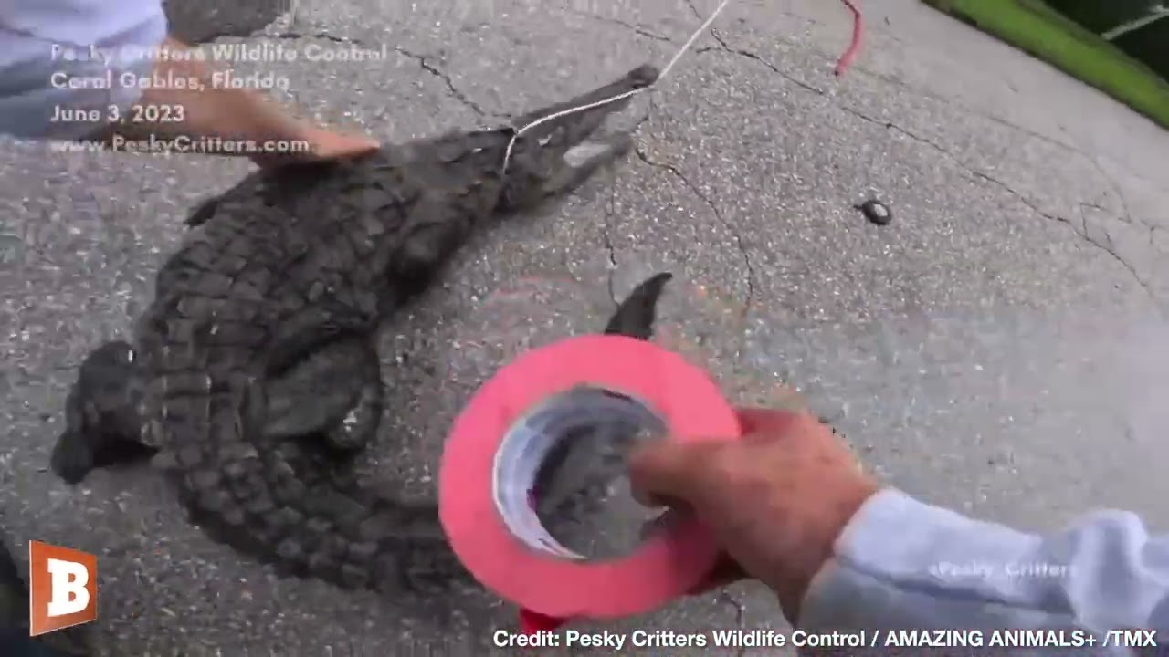 CRIKEY! Animal Control WRANGLES American Crocodile in Florida - The ...
