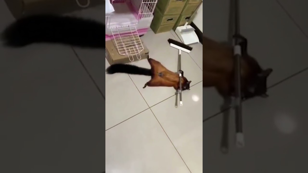 That Viral Squirrel Plays Dead With Broom Video: What Was Really Going ...