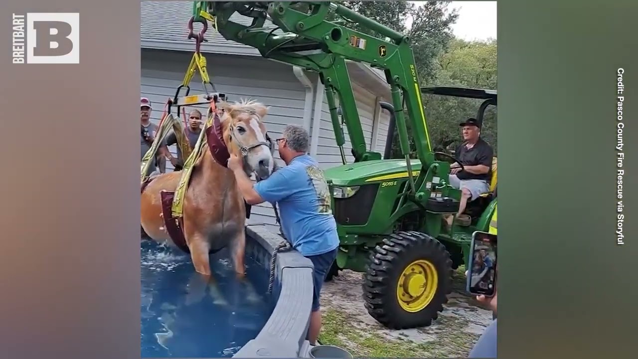 Florida Firefighters Remove Horse Stuck in Pool Using Tractor - The ...