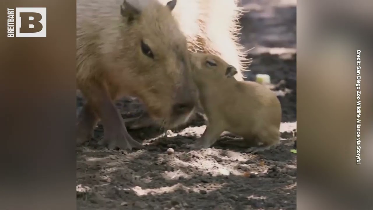 CUTE! Two-Day-Old Capybara Cubs Explore Their Zoo Habitat - The BATTLEFRONT