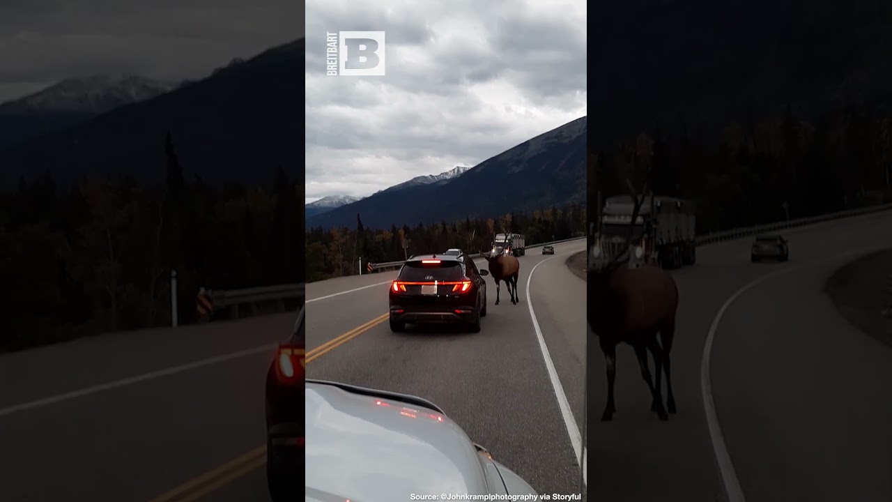 NOT A HYUNDAI FAN! Bull Elk SMASHES Car During Rut Season - The BATTLEFRONT