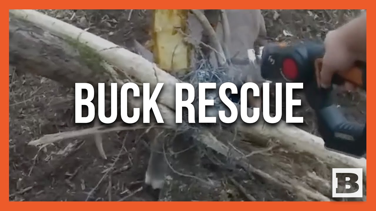 Police Officers Rescue Buck Stuck in Tree by Its Antlers - The BATTLEFRONT