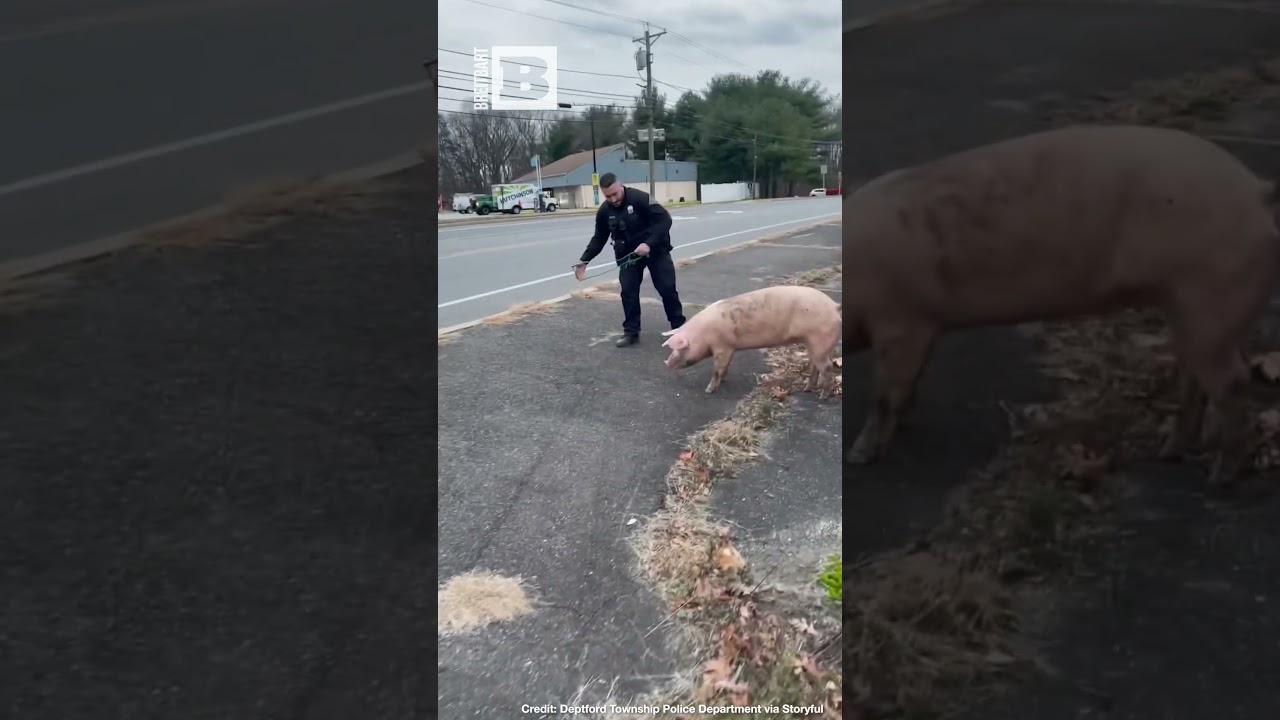 “We’re All Friends Here!” Police Try to Arrest Runaway Pig by Busy ...