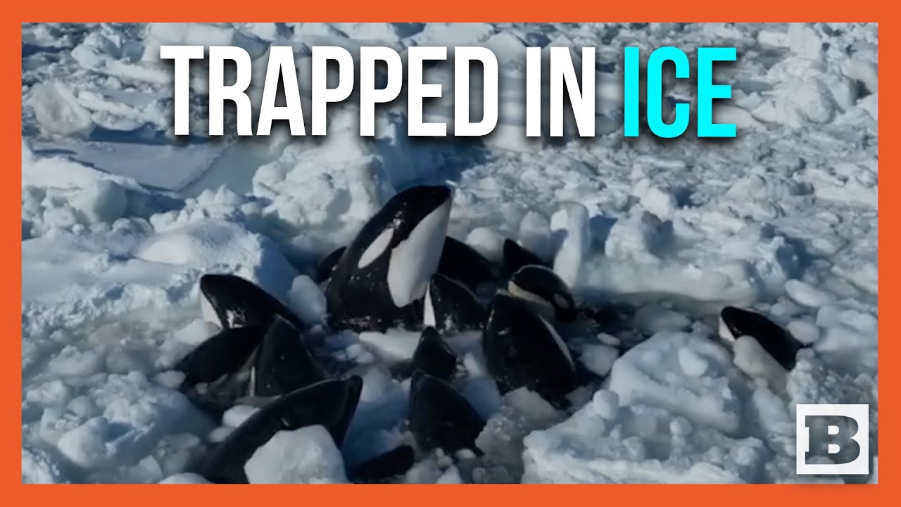 Killer Whales Appear to be Trapped by Surrounding Ice Off the Coast of ...