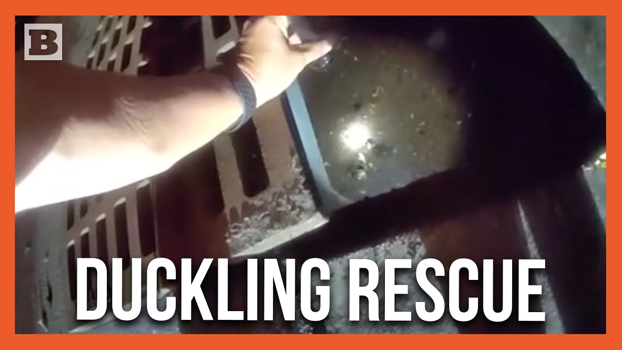 Police Save Ducklings After They Fell Down Grate, Reunite Them with Mom ...