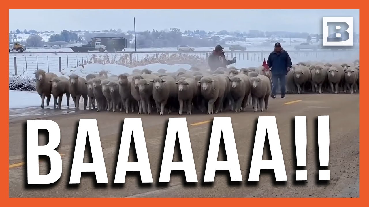 March of the Sheeps! Hundreds of Sheep Flocked Through Idaho Town per ...