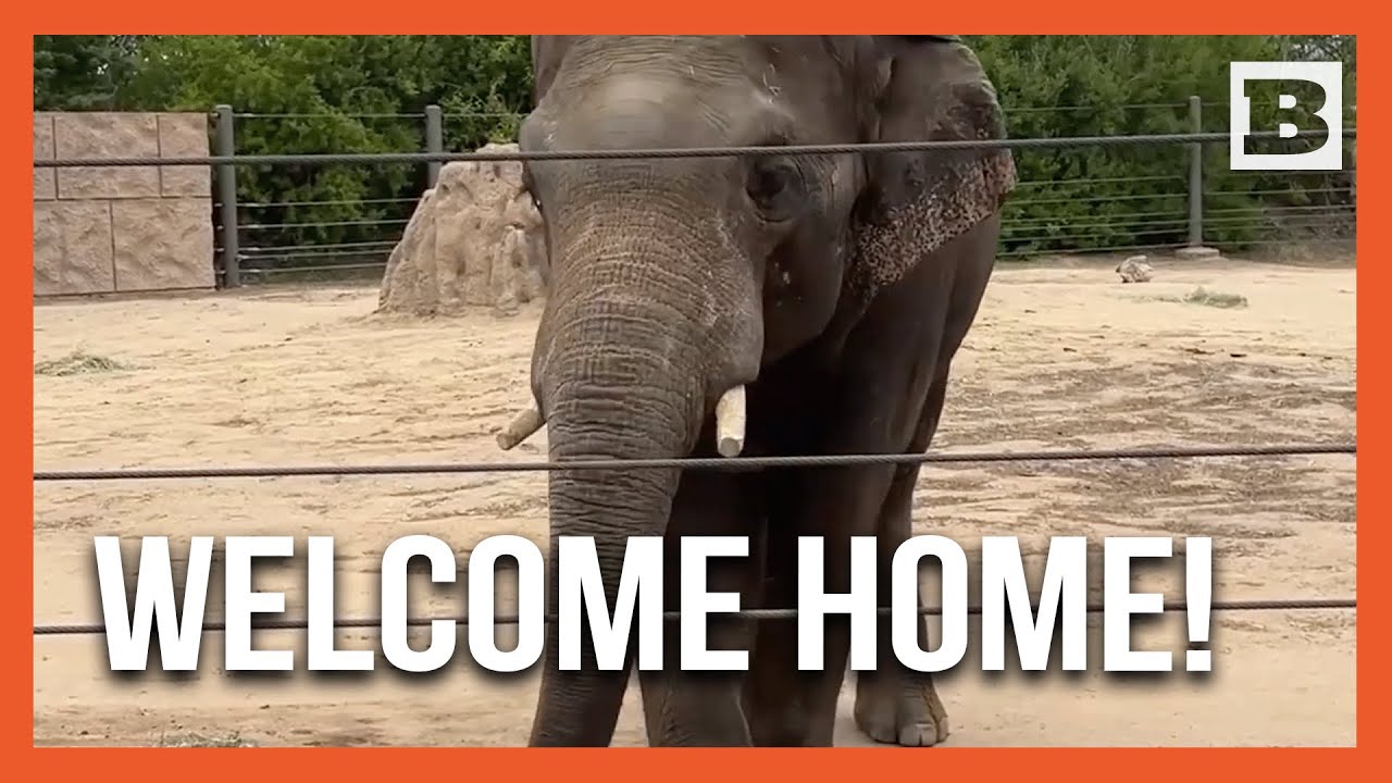 Tusk-tacular News: Meet Baylor, Denver Zoo’s Newest Conservation ...