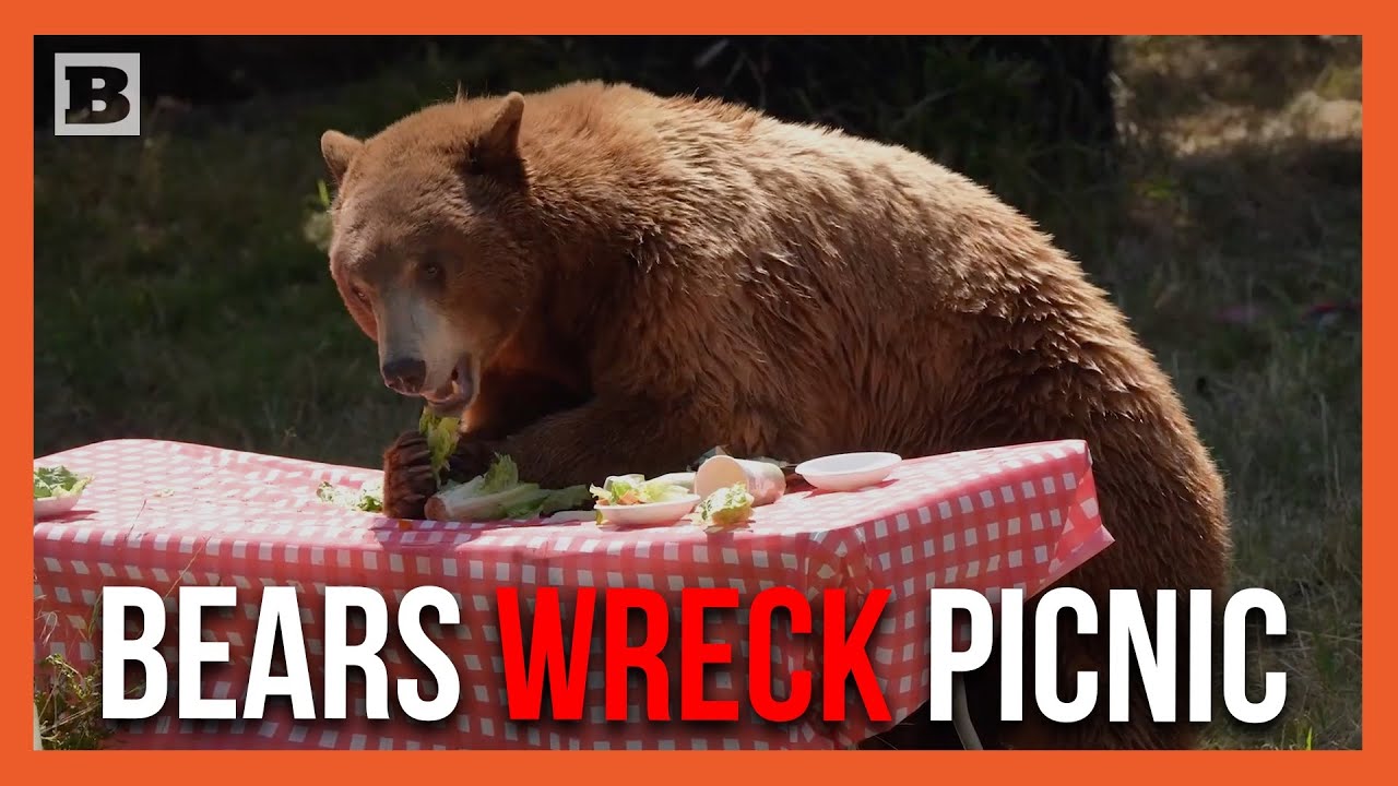 Be-ar Aware! Oakland Zoo Demonstrates Bears Wrecking Mock Picnic ...